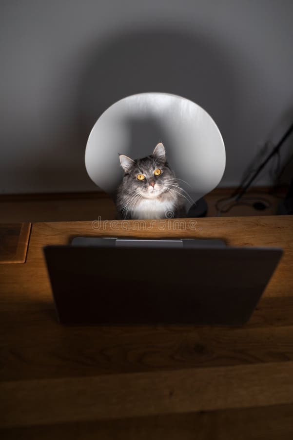 Cat Looking at Computer Screen Stock Photo - Image of portrait, looking ...