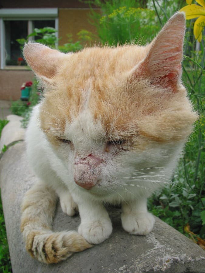 Cat - front view stock image. Image of flower, white, ginger - 5951981