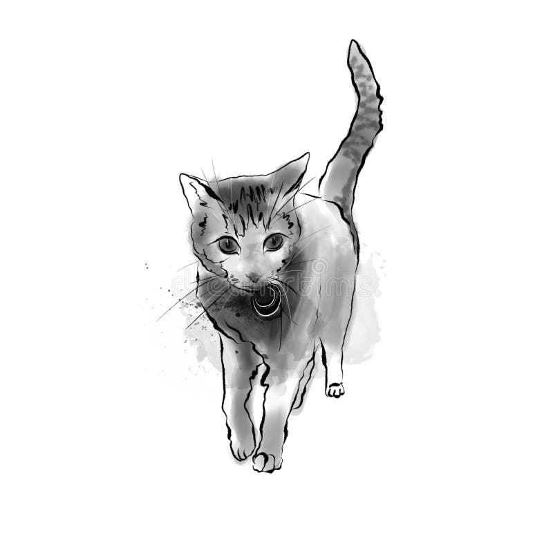 Cat Front View on White Background Stock Illustration - Illustration of ...