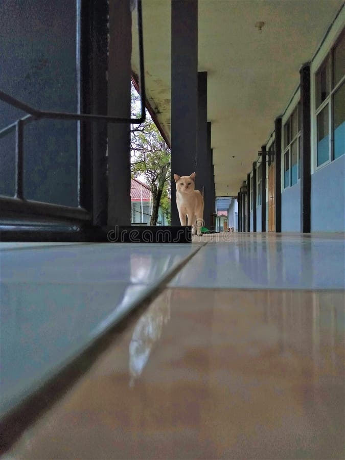 Cat on the Front Yard of the School Porch Stock Photo - Image of ...