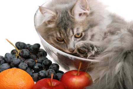 Cat with fruit stock image. Image of food, grapes, fluffy - 14121453