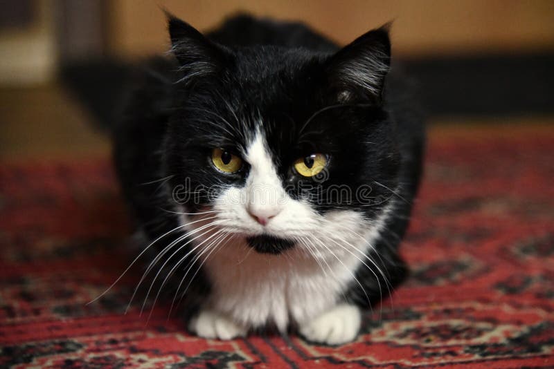 Cat Full Body Looking at Camera, Looking Camera Stock Image - Image of ...