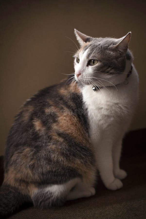 Cat stock photo. Image of pretty, home, animal, cute - 91294480