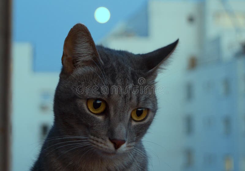 Cat with full moon stock image. Image of eyes, evening - 78900339