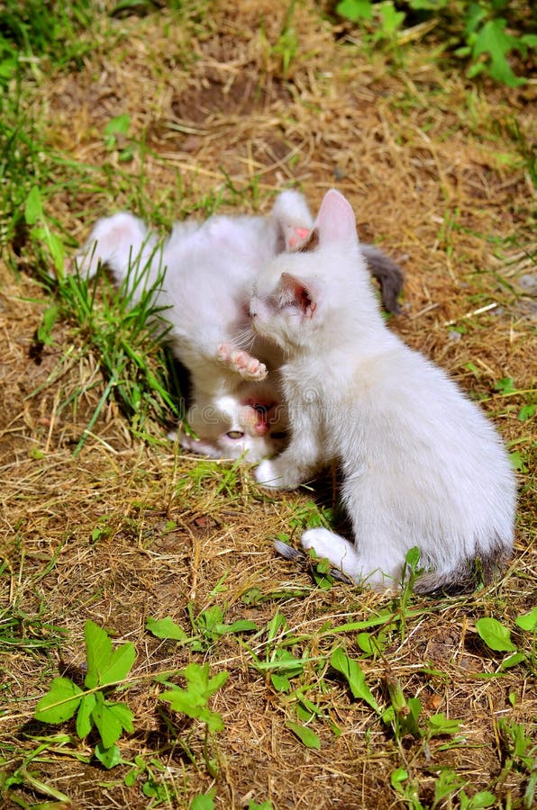 Cat stock photo. Image of milk, food, mustache, eyes - 58515744