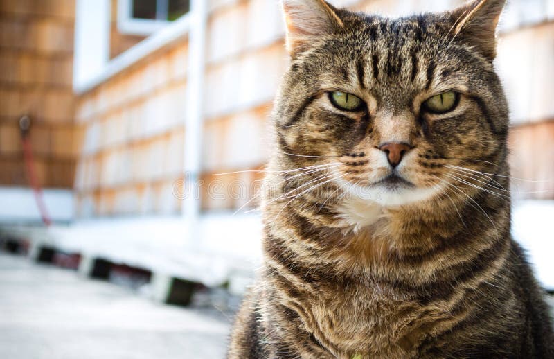 Cat with funny expression. stock photo. Image of daytime - 50914738