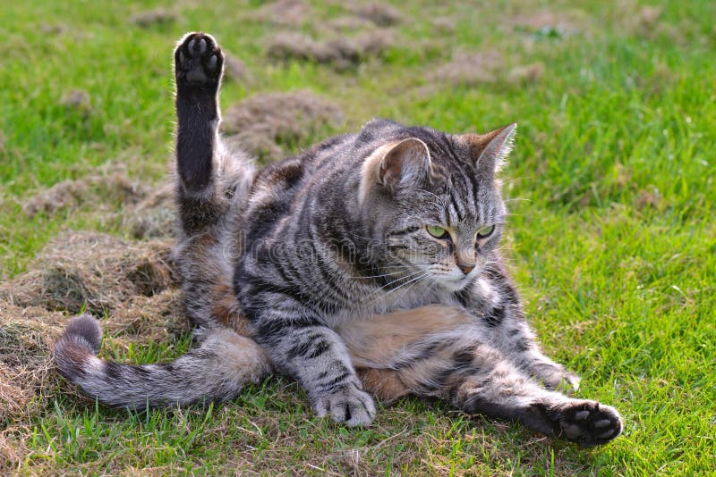 Cat in funny position stock image. Image of looking, gymnastics - 32668813