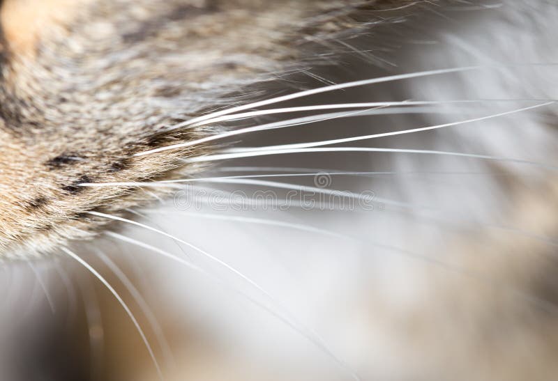 Cat Fur As Background. Texture Stock Photo - Image of nature, color ...