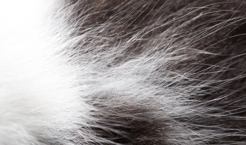 White or Gray Cat Fur Texture for Background,Natural Animal Patterns ...
