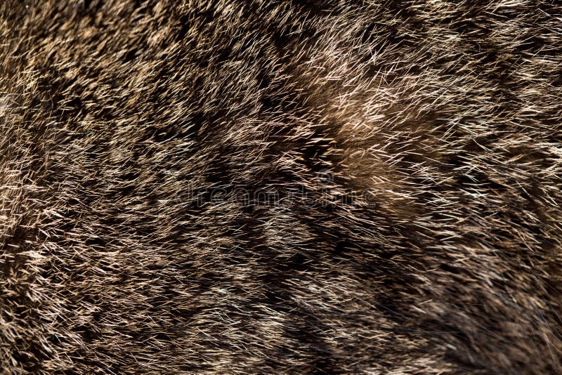 Cat Fur As Background. Texture Stock Photo - Image of horizontal ...