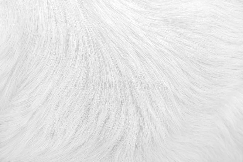 Cat Fur Background White Texture with Line Seamless Patterns Stock ...