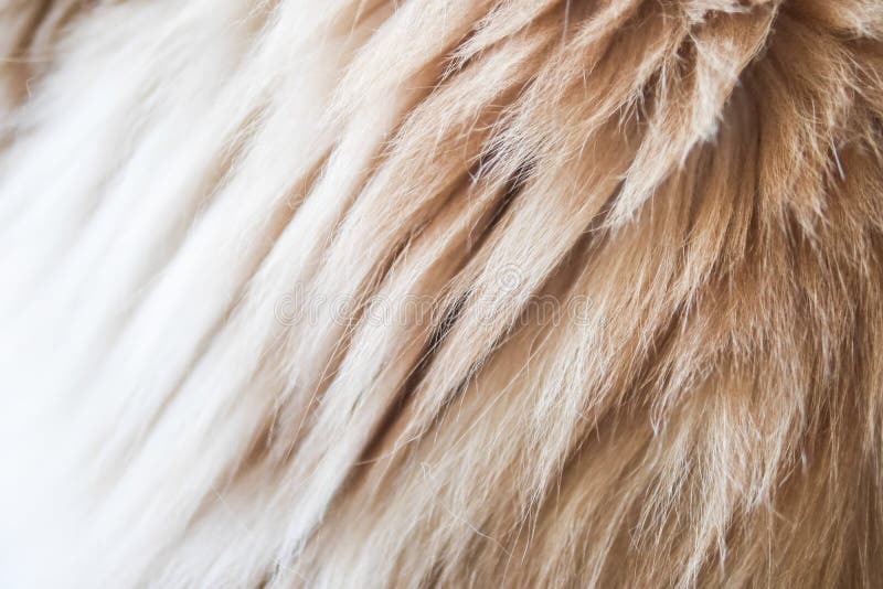 Cat fur close-up stock image. Image of domestic, nature - 44304969