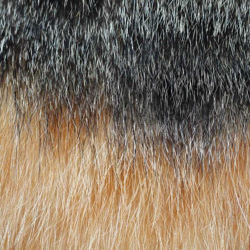 303 Kitty Skin Pattern Stock Photos - Free & Royalty-Free Stock Photos ...