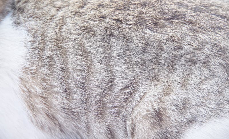 Cat Fur Texture Abstract White Grey Background Stock Image - Image of ...