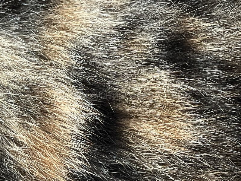 Cat fur texture background stock image. Image of design - 257098553