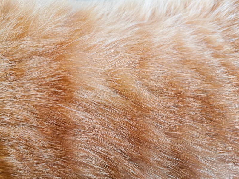 Ginger Cat Fur Texture Background. Stock Image - Image of beauty ...