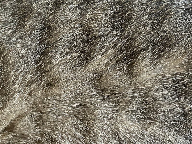 Cat fur texture stock photo. Image of animal, macro - 259034850