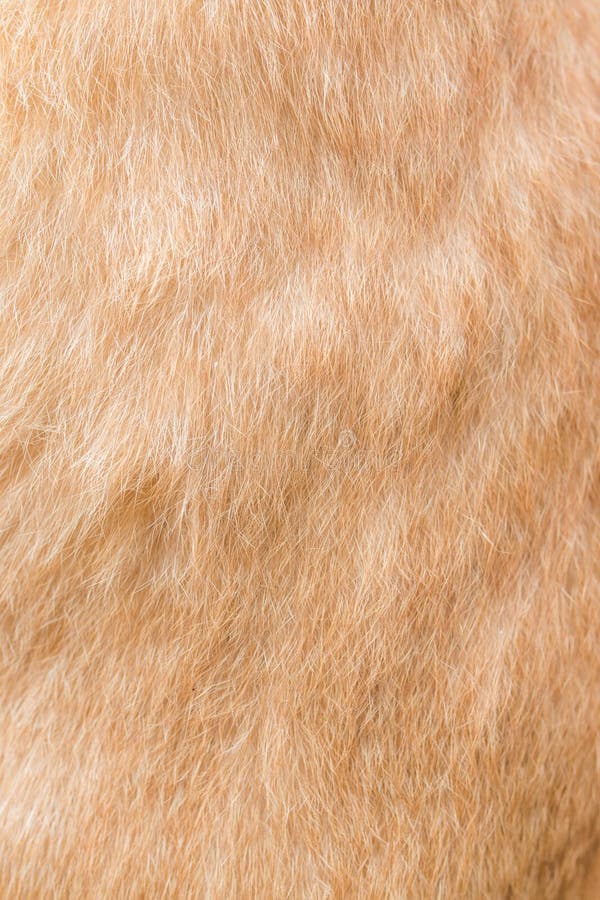 Cat fur texture stock photo. Image of grey, pattern, natural - 58556672