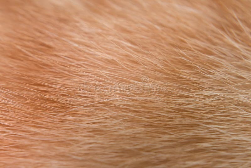 Cat fur texture stock photo. Image of ginger, hair, color - 136982624