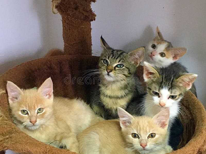 Cat gang stock image. Image of small, cats, beautiful - 79583175