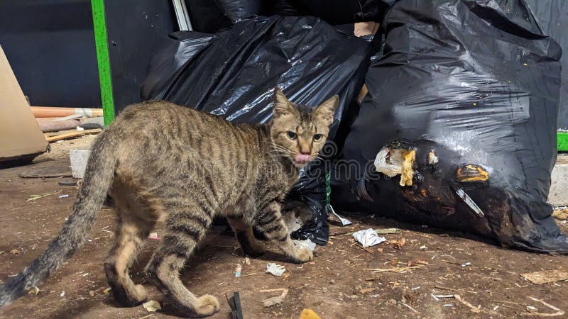 Cat in garbage stock photo. Image of alone, likes, lovemaking - 286896698