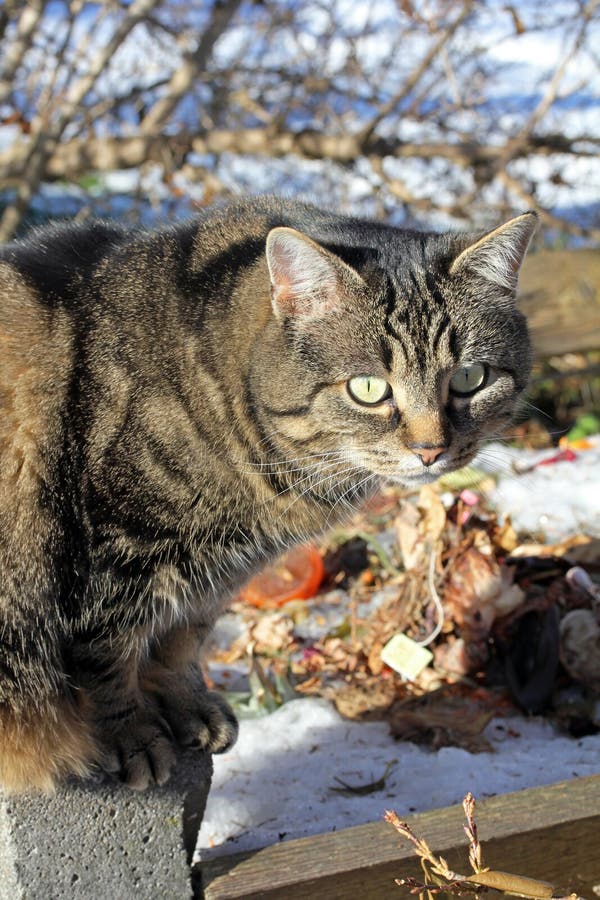Cat on the garbage stock photo. Image of brown, black - 35791818