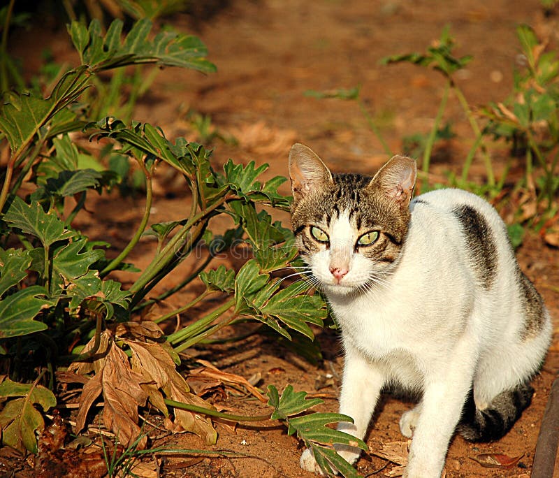 Rhodes Black and White Semi-wild Cat Stock Image - Image of greece ...