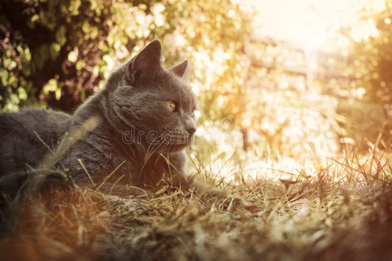 Cat in the Garden, Autumn Colors Stock Image - Image of portrait, noble ...