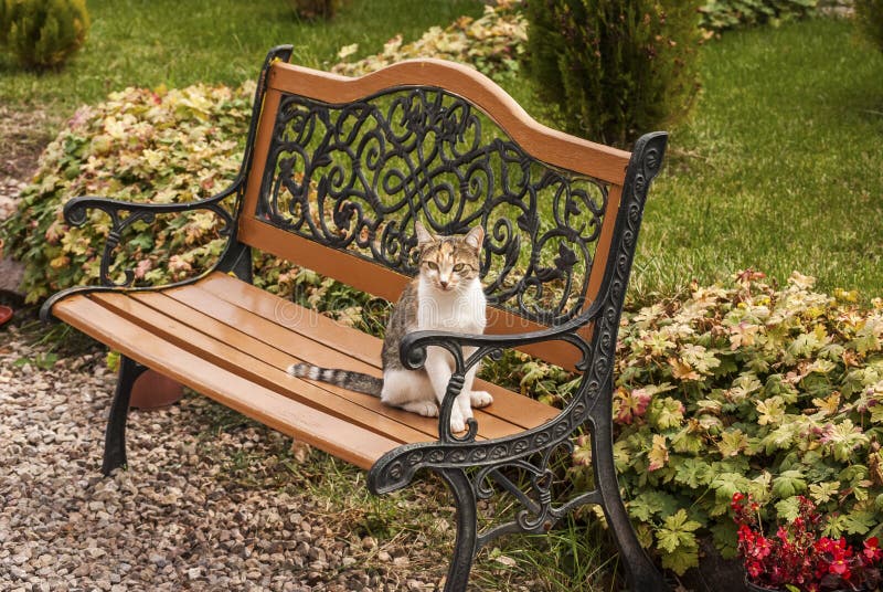 Cat on a garden bench stock image. Image of pose, cute - 34282863