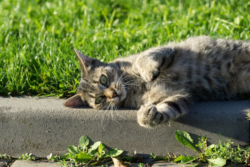 Cat in the Garden. Czech Republic Stock Photo - Image of friendly, eyes ...