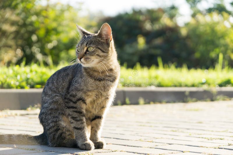 Cat in the Garden. Czech Republic Stock Photo - Image of friendly, eyes ...