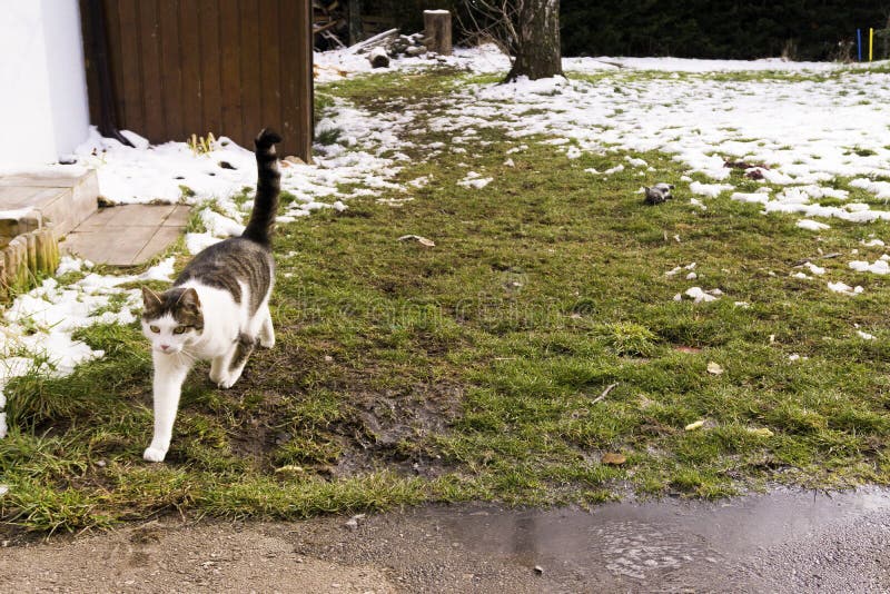 Cat in the Garden is Running in the House Stock Photo - Image of ...