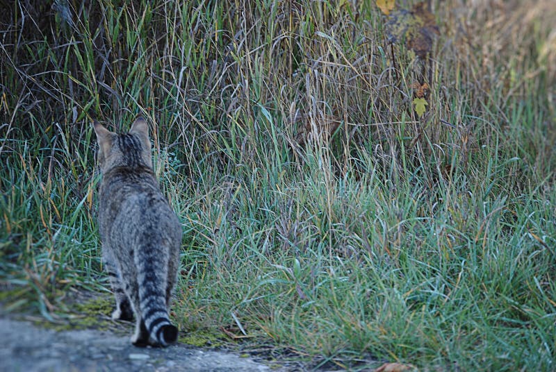 425 Cat Creeping Stock Photos - Free & Royalty-Free Stock Photos from ...