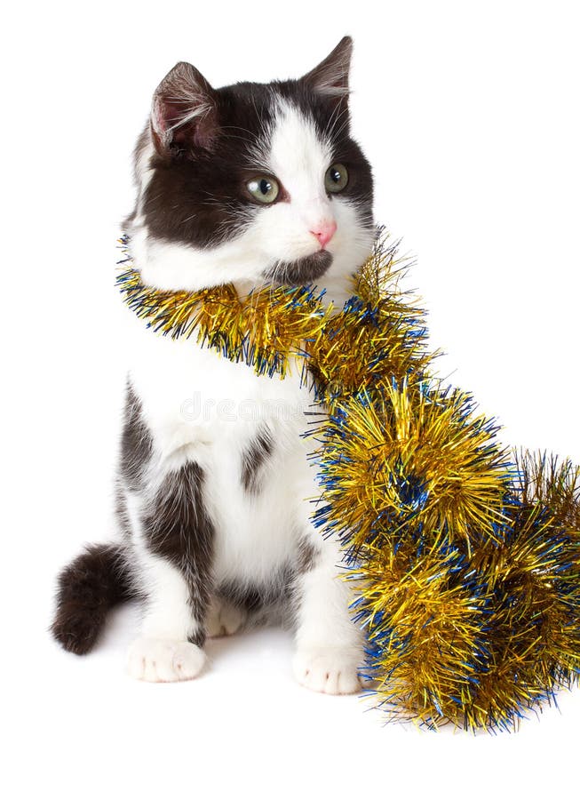 Cat with garland stock image. Image of holiday, fluffy - 17043891