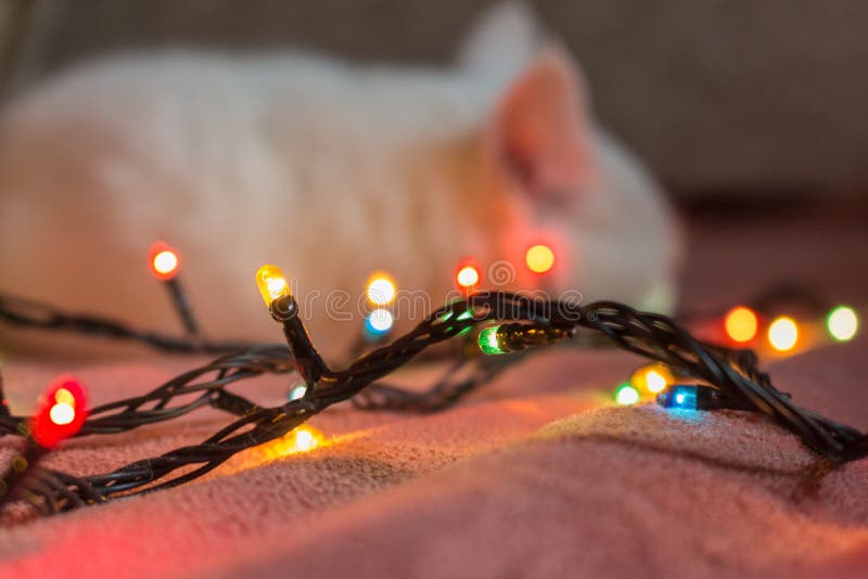 Cat about Garland stock photo. Image of adorable, christmas - 81380970