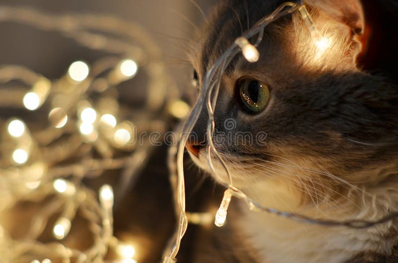 Cat in garland stock photo. Image of decoration, space - 80672364