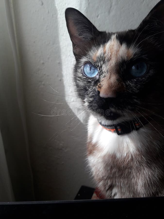 Cat stock image. Image of profile, eyes, gato, blue - 151838613