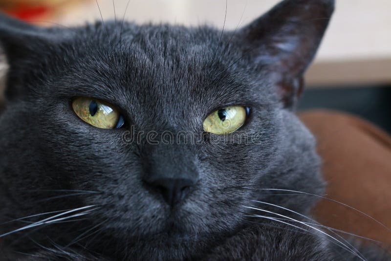 Cat Gaze imagen de archivo. Imagen de mirando, lindo - 44943599