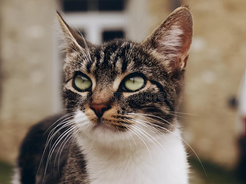 Cat Gazes Ahead Alert Eyes Stock Photos - Free & Royalty-Free Stock ...