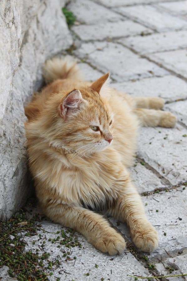 Cat Gazing stock photo. Image of curious, outdoor, lying - 44324728
