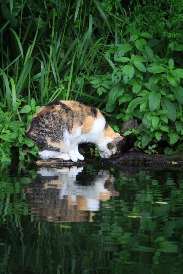 Cat drinking water stock photo. Image of farm, ripple - 13205384
