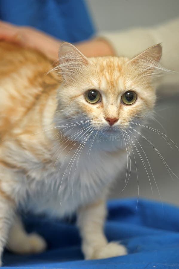 Cat gentle peach color stock photo. Image of indoor, expression - 37906808