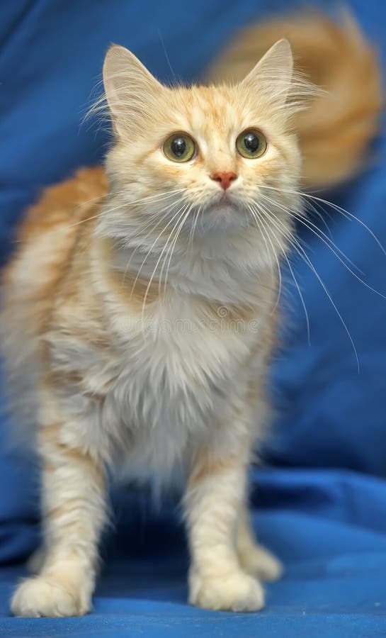 Cat gentle peach color stock image. Image of curious - 37906945