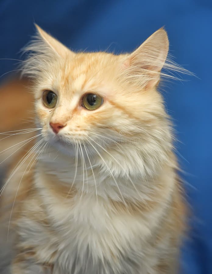 Cat gentle peach color stock image. Image of fluffy, adorable - 37907013