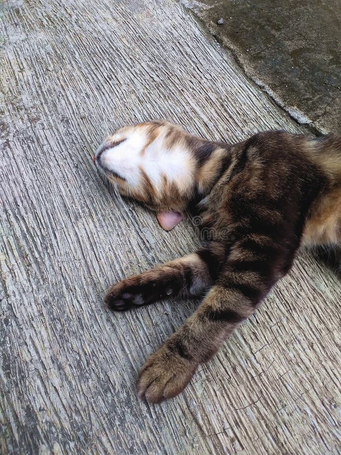 A Cat Gets Tired after Playing Around Stock Photo - Image of white ...