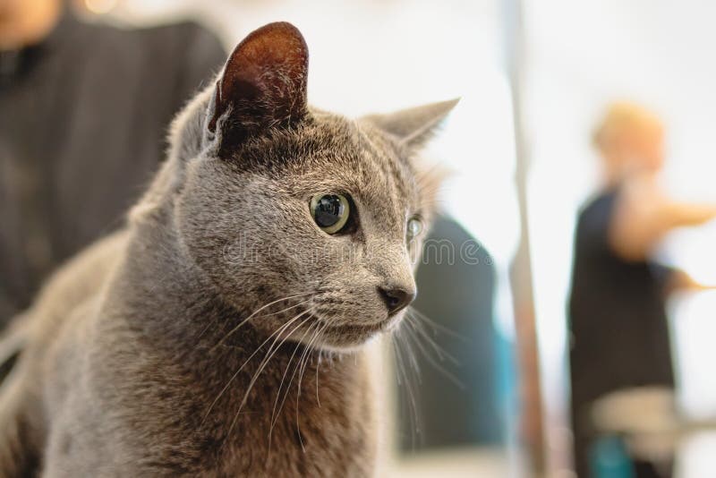 Cat Getting Haircut at Grooming Salon and Pet Spa Stock Image - Image ...