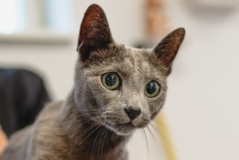 Cat Getting Haircut at Grooming Salon and Pet Spa Stock Photo - Image ...