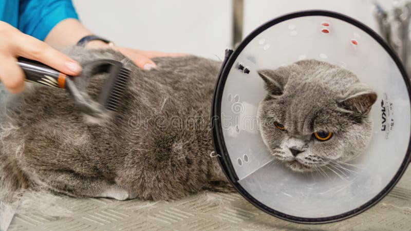 Cat Getting Haircut at Grooming Salon and Pet Spa Stock Photo - Image ...