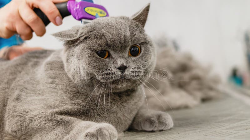 Cat Getting Haircut at Grooming Salon and Pet Spa Stock Image - Image ...