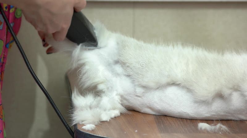 Cat getting haircut. stock video. Video of feline, animal - 101404629